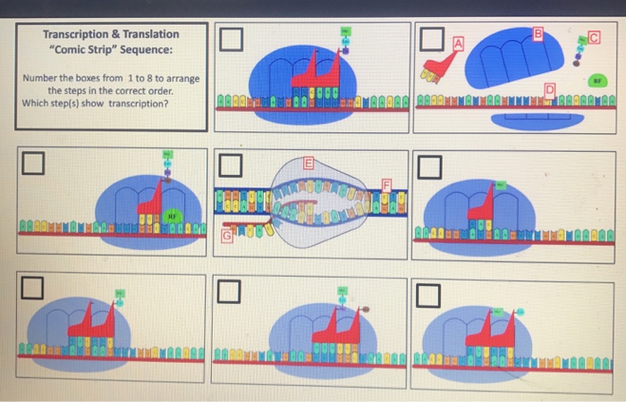 Solved: Transcription& Translation Solved: Transcription& Translation