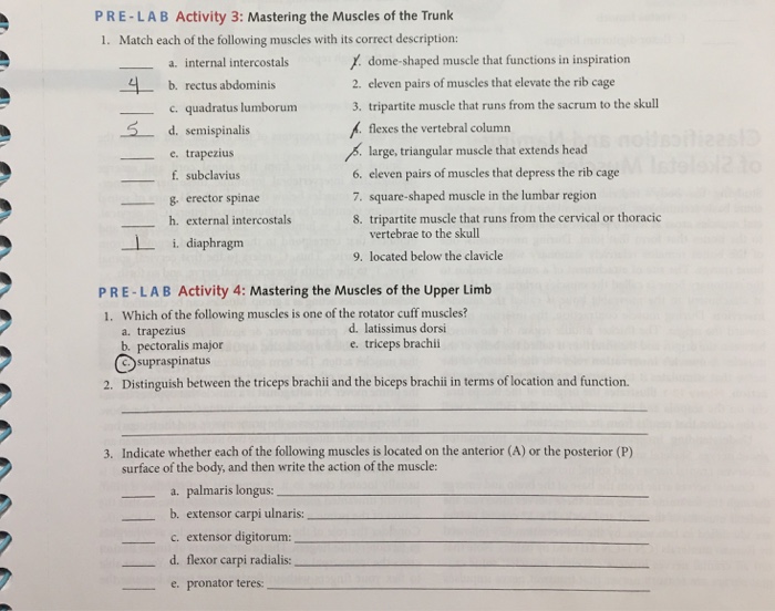 Solved: PRE-LAB Activity 3: Mastering The Muscles Of The T... | Chegg.com Solved: PRE-LAB Activity 3: Mastering The Muscles Of The T... | Chegg.com