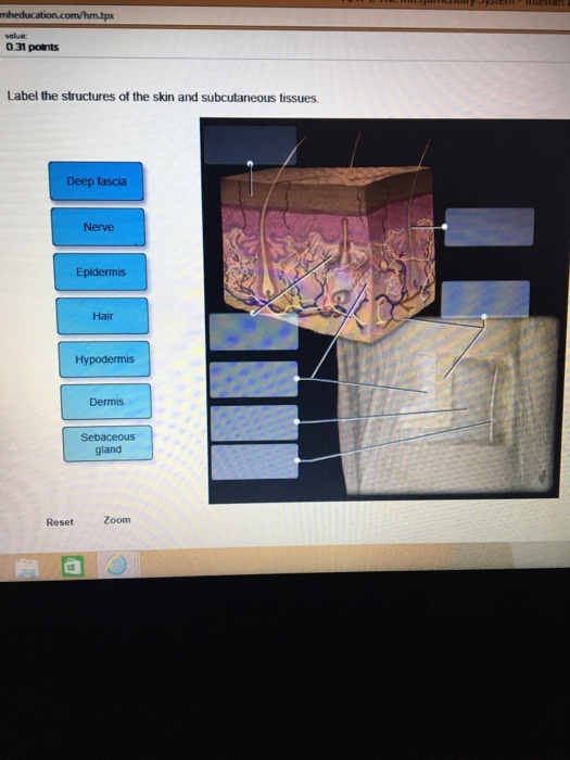 Solved: Label The Structures Of The Skin And Subcutaneous ... | Chegg.com Solved: Label The Structures Of The Skin And Subcutaneous ... | Chegg.com