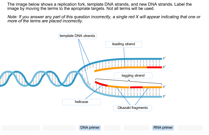 The Image Below Shows A Replication Fork Template Chegg