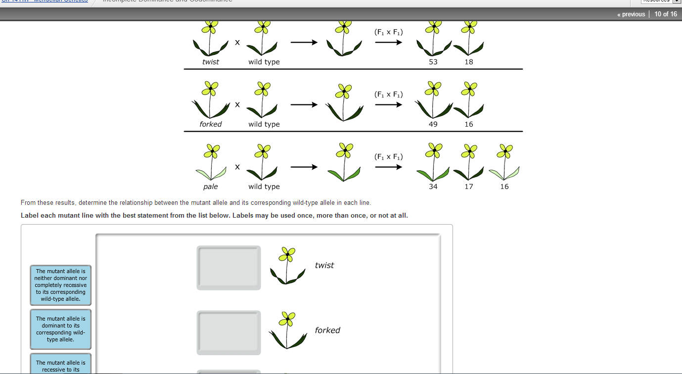 Part C - Using The Punnett Square To Make Predictions ... | Chegg.com Part C - Using The Punnett Square To Make Predictions ... | Chegg.com