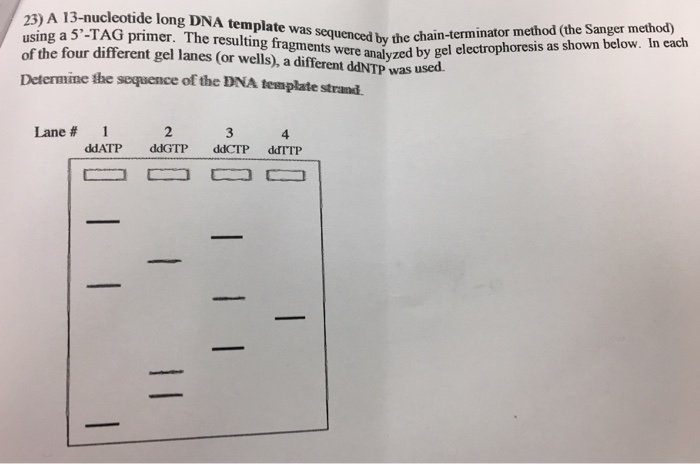 Solved A 13 Nucleotide Long Dna Template Was Sequenced By 