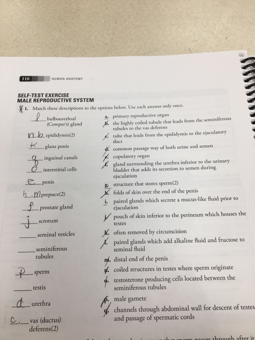 Solved Self Test Exercise Male Reproductive System 1 Mat 