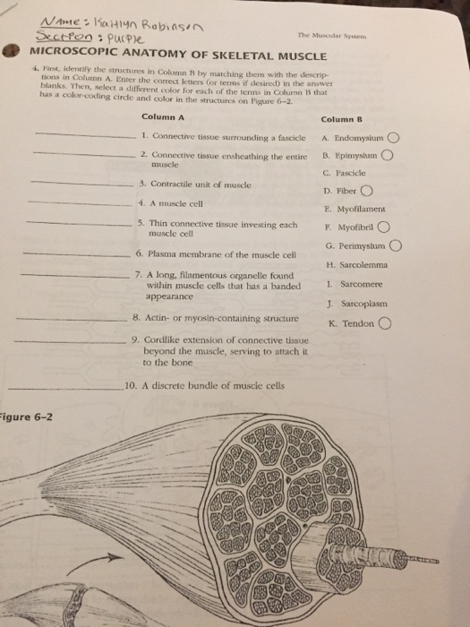  Skeletal Muscle Worksheet Answers Free Download Goodimg co