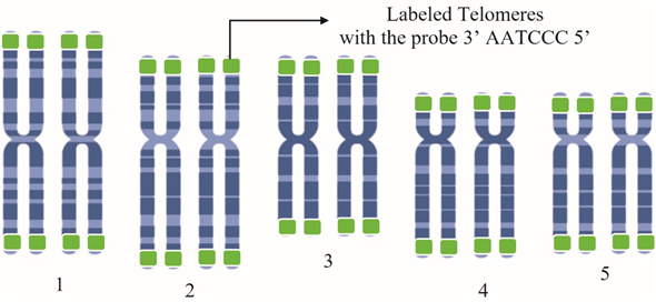 Solved: Chapter 11 Problem 21P Solution | Genetics 5th Edition | Chegg.com Solved: Chapter 11 Problem 21P Solution | Genetics 5th Edition | Chegg.com