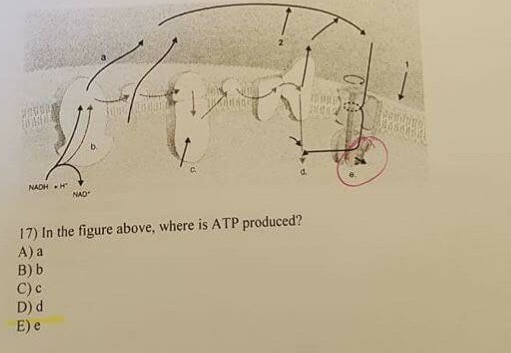 Solved In the figure above, where is ATP produced? a b c d | Chegg.com