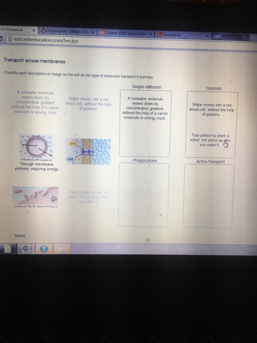 Solved: Classify Each Description Or Mage On The Left As T... | Chegg.com