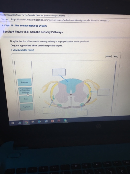 Solved: Drag The Function Of The Somatic Sensory Pathway T... | Chegg.com