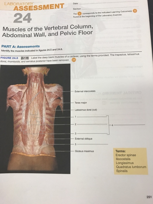 Solved Identify the muscles indicated in figures 24.5 and | Chegg.com