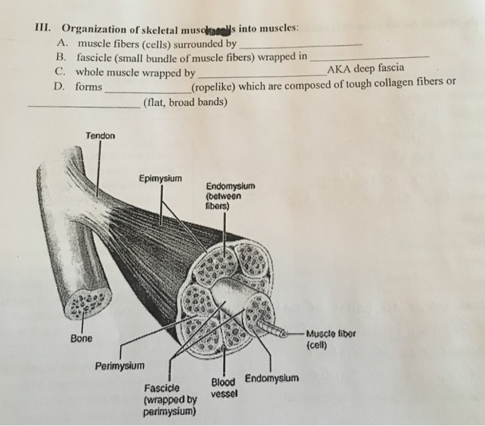 Anatomy And Physiology Archive | January 28, 2018 | Chegg.com