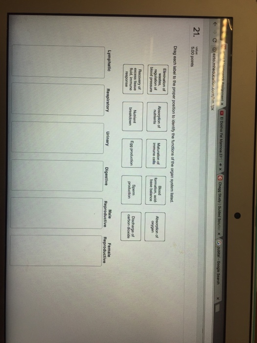 Solved: Drag Each Label To The Proper To Identify The Func... | Chegg.com