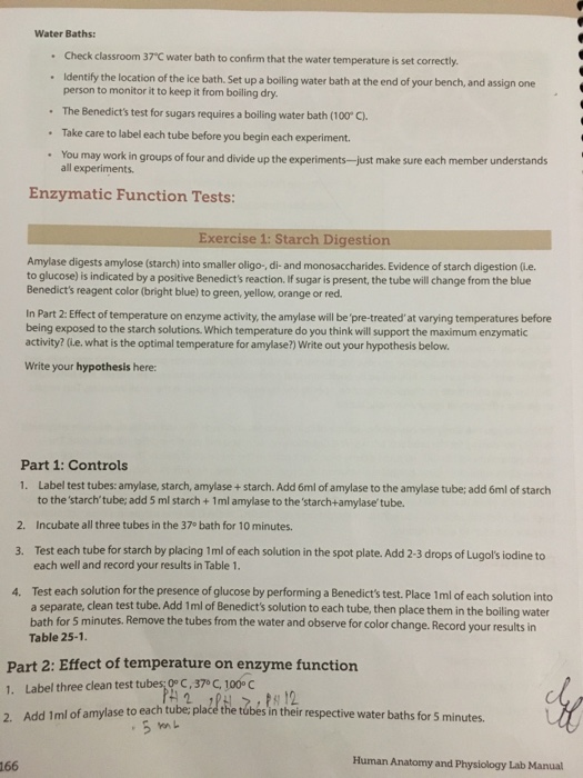 Solved: Digestive Enzyme Lab Objectives Investigate The Bo... | Chegg.com