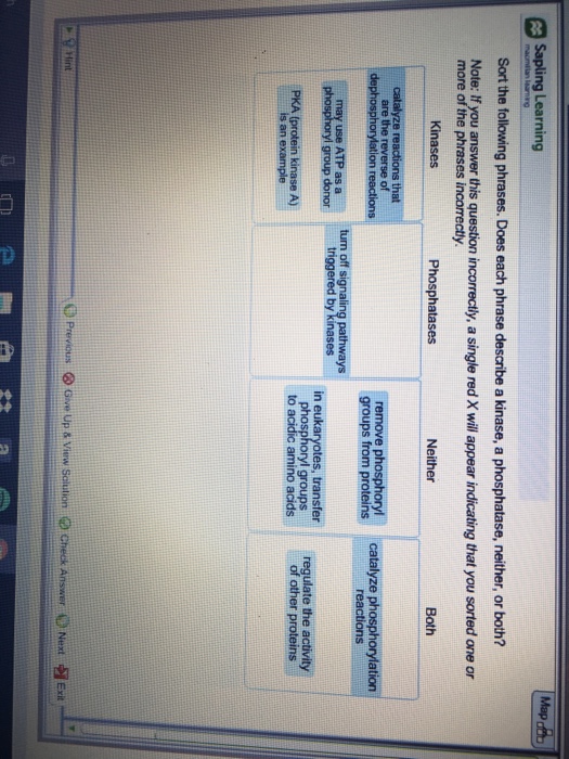 Solved: Sapling Learning Sort The Following Phrases. Does ... | Chegg.com