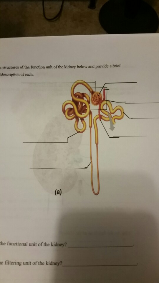 Solved e structures of the function unit of the kidney below | Chegg.com