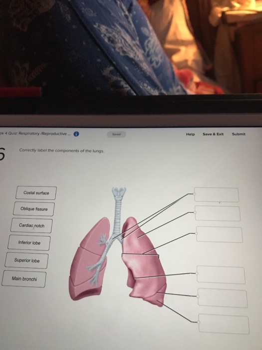 Solved: Help Save&Exit Submit 4 Quiz Respiratory /Reproduc... | Chegg.com Solved: Help Save&Exit Submit 4 Quiz Respiratory /Reproduc... | Chegg.com