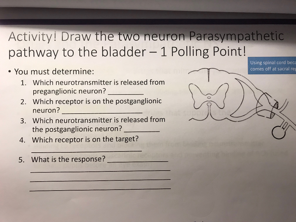 Solved Activity! Draw the two neuron Parasympathetic pathway | Chegg.com