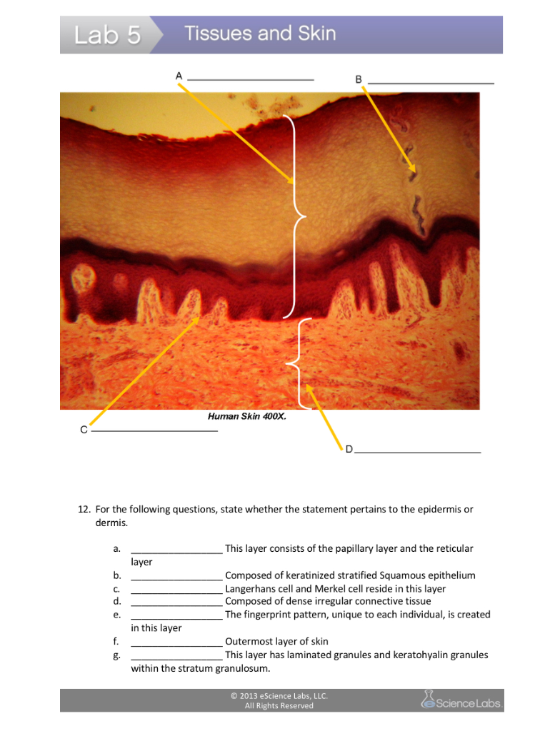 Solved: Lab 5Tissues And Skin Human Skin 400X. 12. For The... | Chegg.com