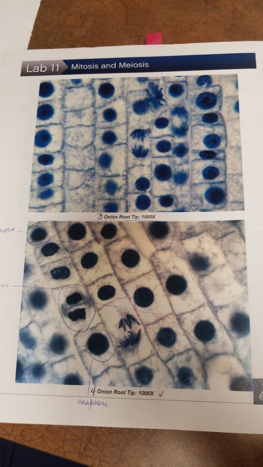 Lab 11 Mitosis And Meiosis Experiment 1: Observati... | Chegg.com