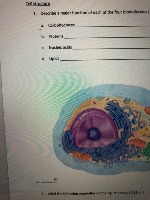 Cell structure 1. Describe a major function of each | Chegg.com
