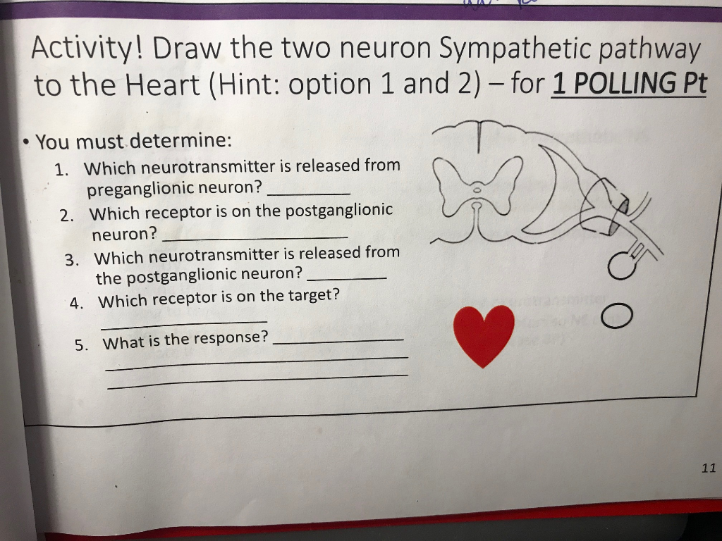 Solved Activity! Draw the two neuron Sympathetic pathway to | Chegg.com