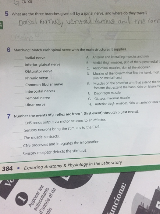 Solved CN XI 5 What are the three branches given off by a | Chegg.com Solved CN XI 5 What are the three branches given off by a | Chegg.com