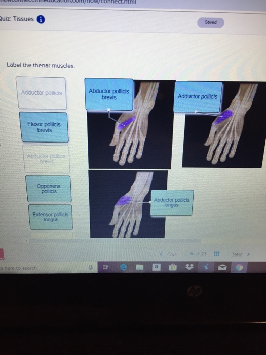 Solved: Uiz: Tissues Saved Label The Thenar Muscles. Adduc... | Chegg.com