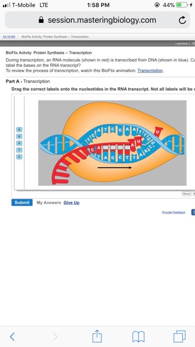 Solved: T-Mobile LTE 1:58 PM @ 44%, A Session.masteringbio... | Chegg.com