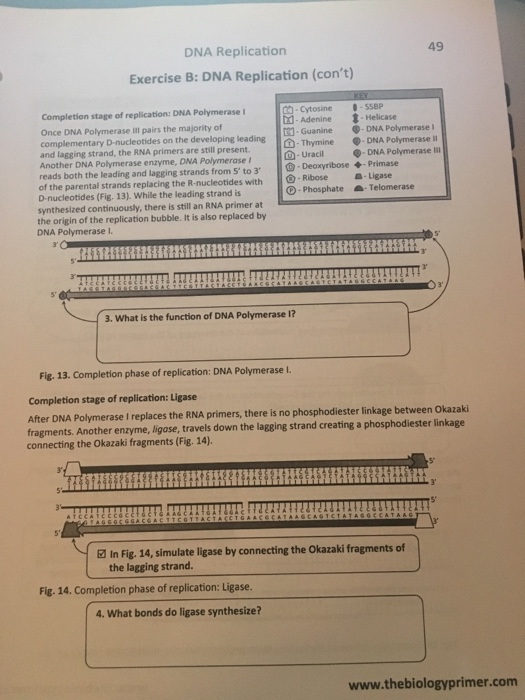 Solved: DNA Replication Exercise B: DNA Replication (con't... | Chegg.com