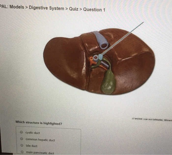 Solved: PAL: Models Digestive System>Quiz> Question 1 LT W... | Chegg.com