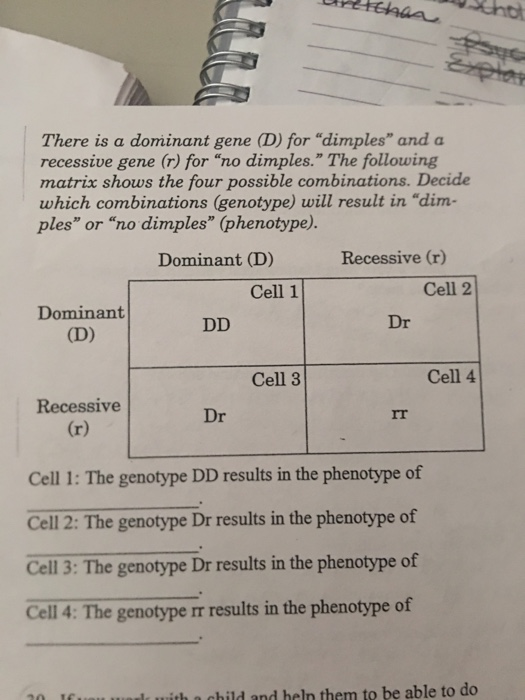 Solved There is a dominant gene (D) for "dimples" and a | Chegg.com