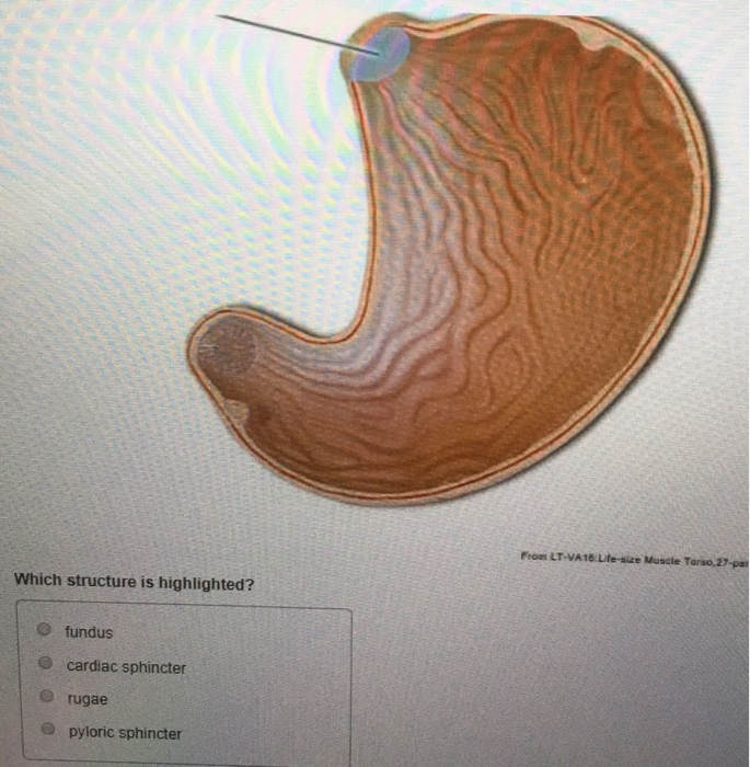 Solved: PAL: Models Digestive System>Quiz> Question 1 LT W... | Chegg.com Solved: PAL: Models Digestive System>Quiz> Question 1 LT W... | Chegg.com
