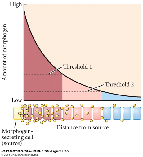 Solved: A Single Morphogen Can Induce The Development Of M... | Chegg.com