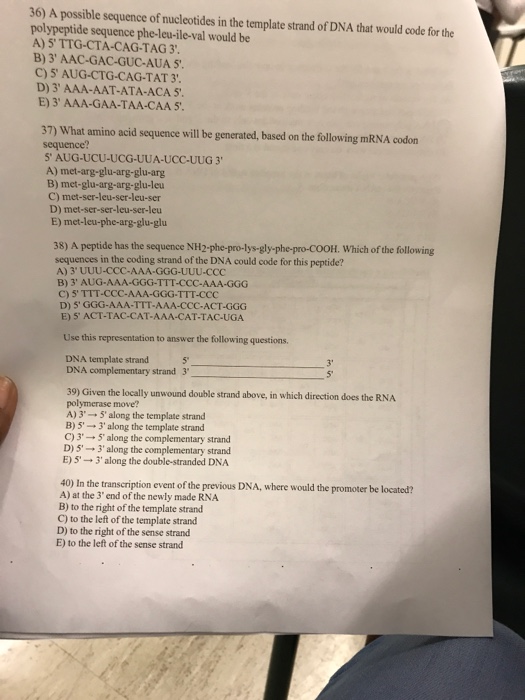 Solved: A Possible Sequence Of Nucleotides In The Template... | Chegg.com