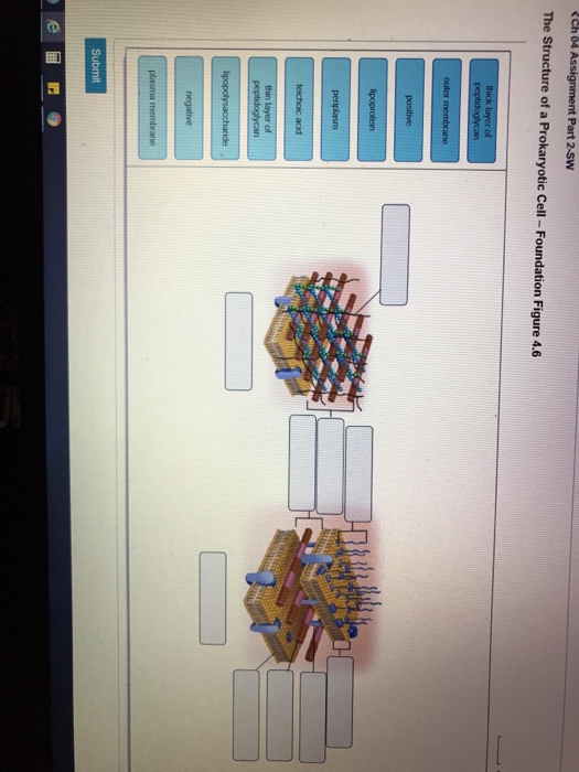 Solved: The Structure Of A Prokaryotic Cell- Foundation Fi... | Chegg.com