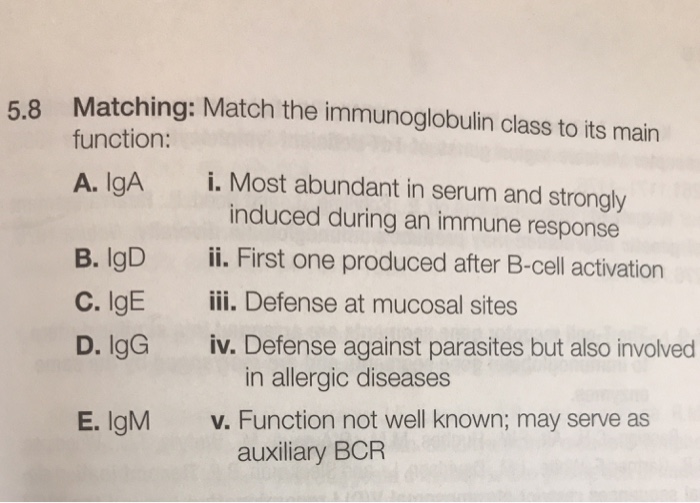 Solved: 5.8 Matching: Match The Immunoglobulin Class To It... | Chegg.com