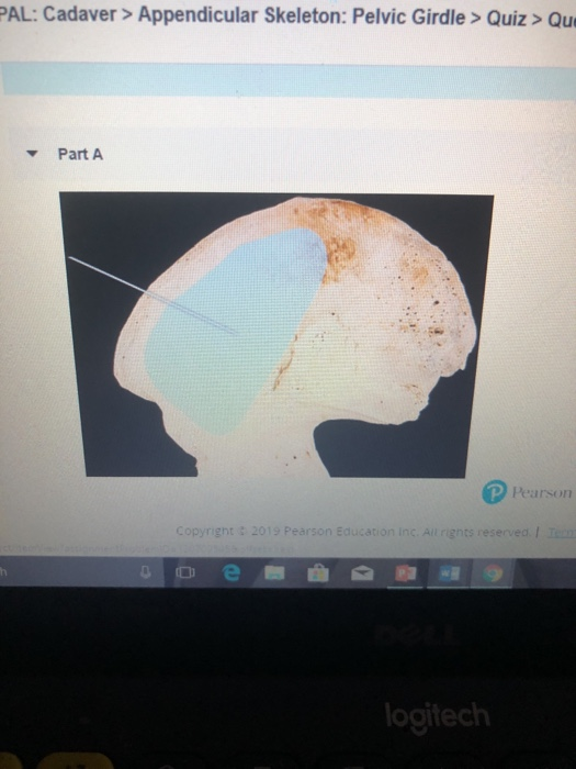 Solved: Cadaver> Appendicular Skeleton: Pelvic Girdle > Qu... | Chegg.com