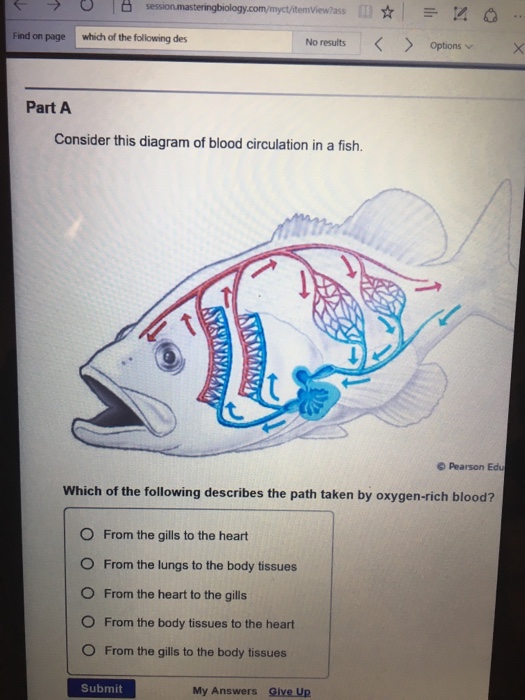 Solved: Consider This Diagram Of Blood Circulation In A Fi... | Chegg.com