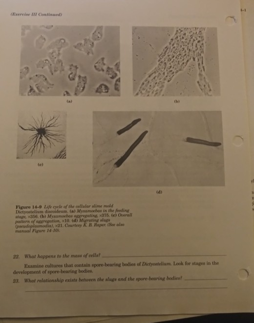 Solved: TOPIC 14 Protists Green Algae And Slime Molds 14-1... | Chegg.com
