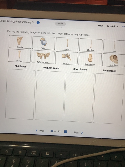 Solved: Quiz: Histology Integumentary S.. Help Save & Exit... | Chegg.com