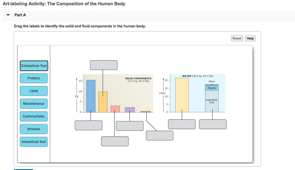 Solved: Art-labeling Activity: The Composition Of The Huma... | Chegg.com