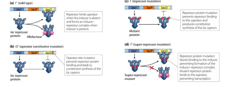 Solved: Gene Regulation In Prokaryotes – Lac Operon E. COL... | Chegg.com