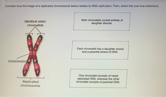 Solved Consider how the image of a replicated chromosome | Chegg.com