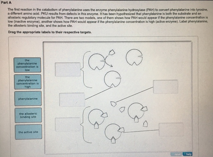 Solved The first reaction in the catabolism of phenylalanine | Chegg.com