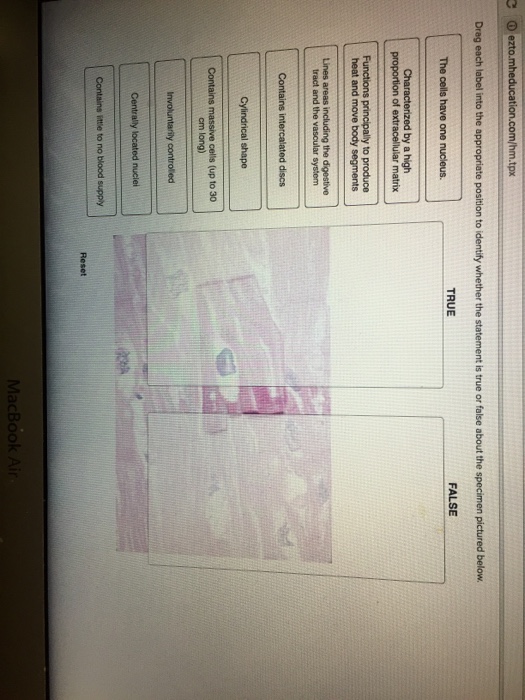 Solved Drag Each Label Into The Appropriate Position To I
