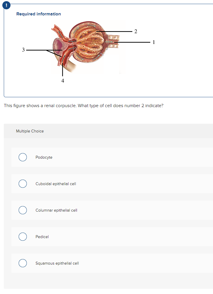 Solved Required information This figure shows a renal | Chegg.com