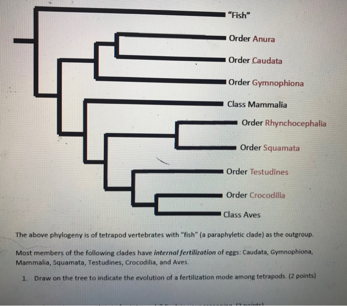 Order Caudata