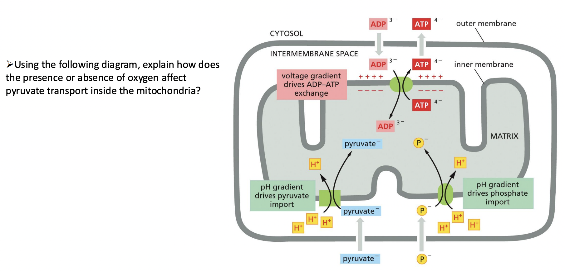 Solved Using the following diagram, explain how does the | Chegg.com