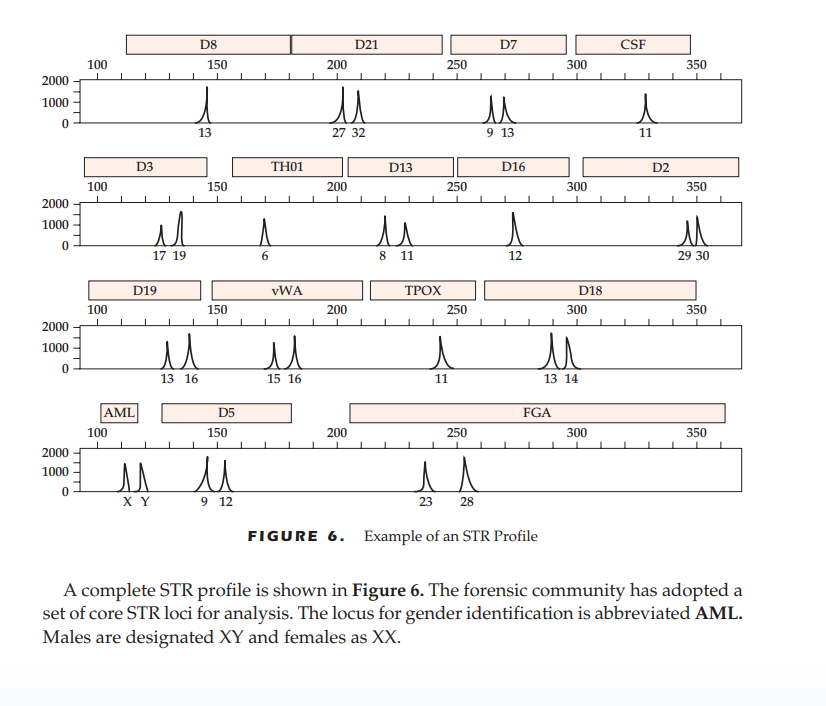 Solved (Circle one answer.) This DNA profile was taken from | Chegg.com