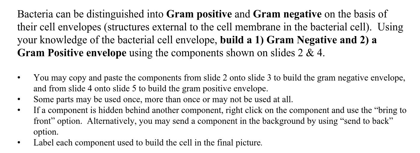 Solved Bacteria can be distinguished into Gram positive | Chegg.com