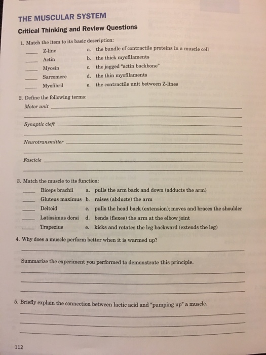Solved THE MUSCULAR SYSTEM Critical Thinking and Review | Chegg.com